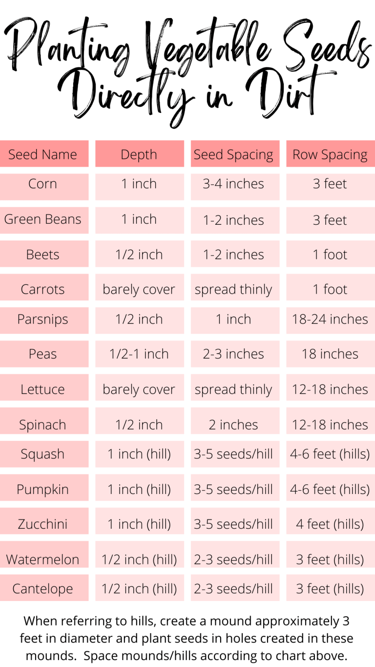 Planting Vegetable Seeds Directly Into The Ground – Life on Lady ...