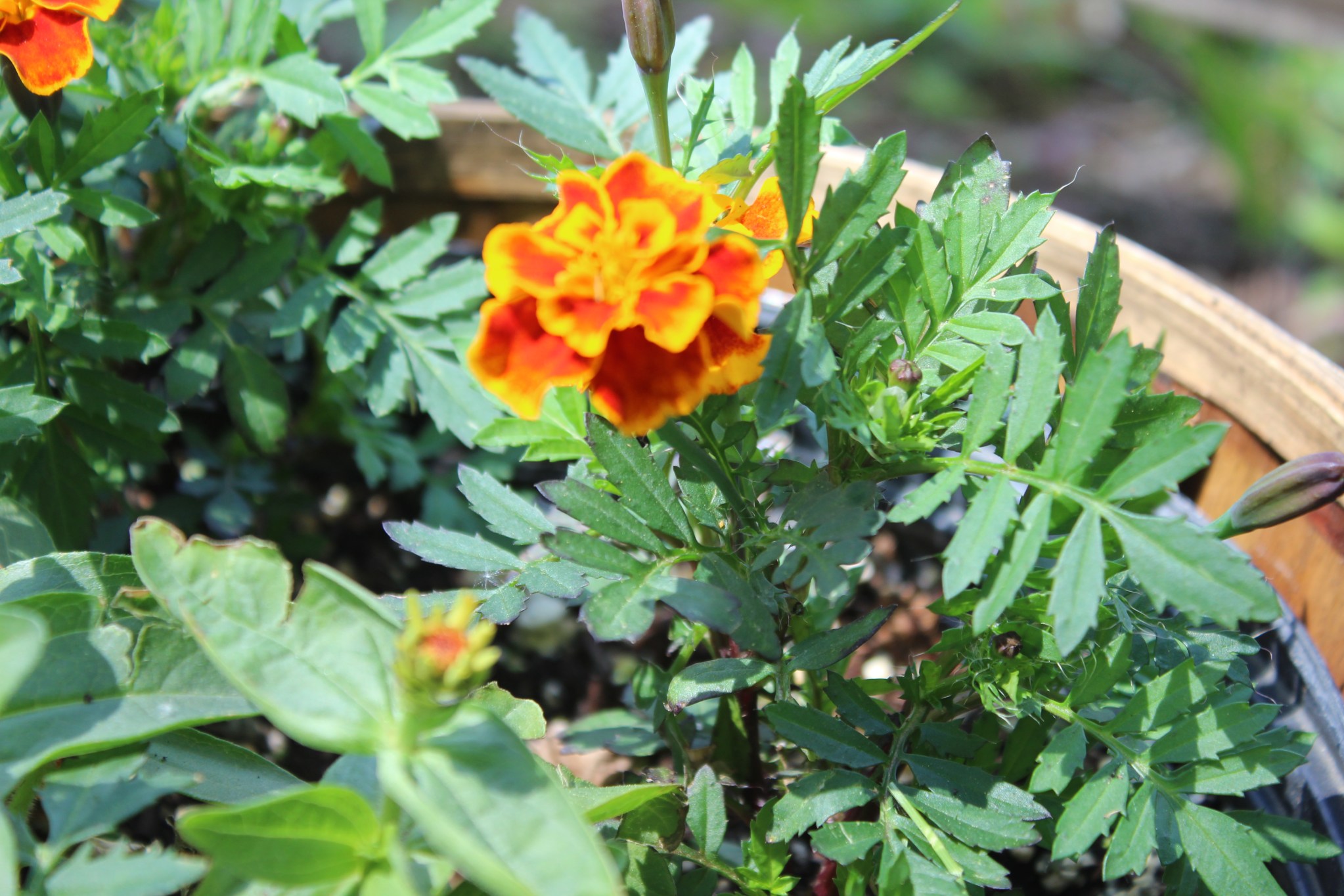 Marigolds – Life on Lady Slipper Lane