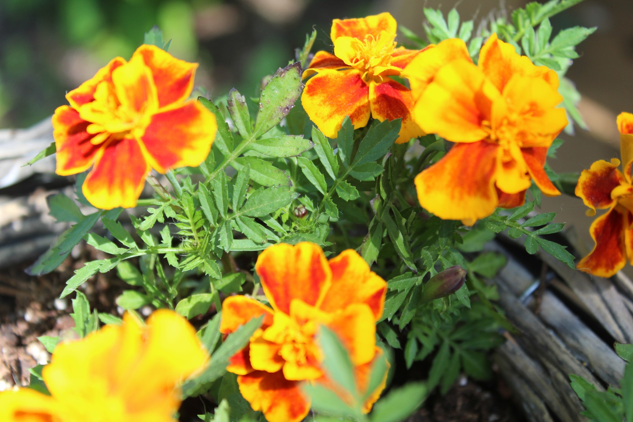 Marigolds – Life on Lady Slipper Lane