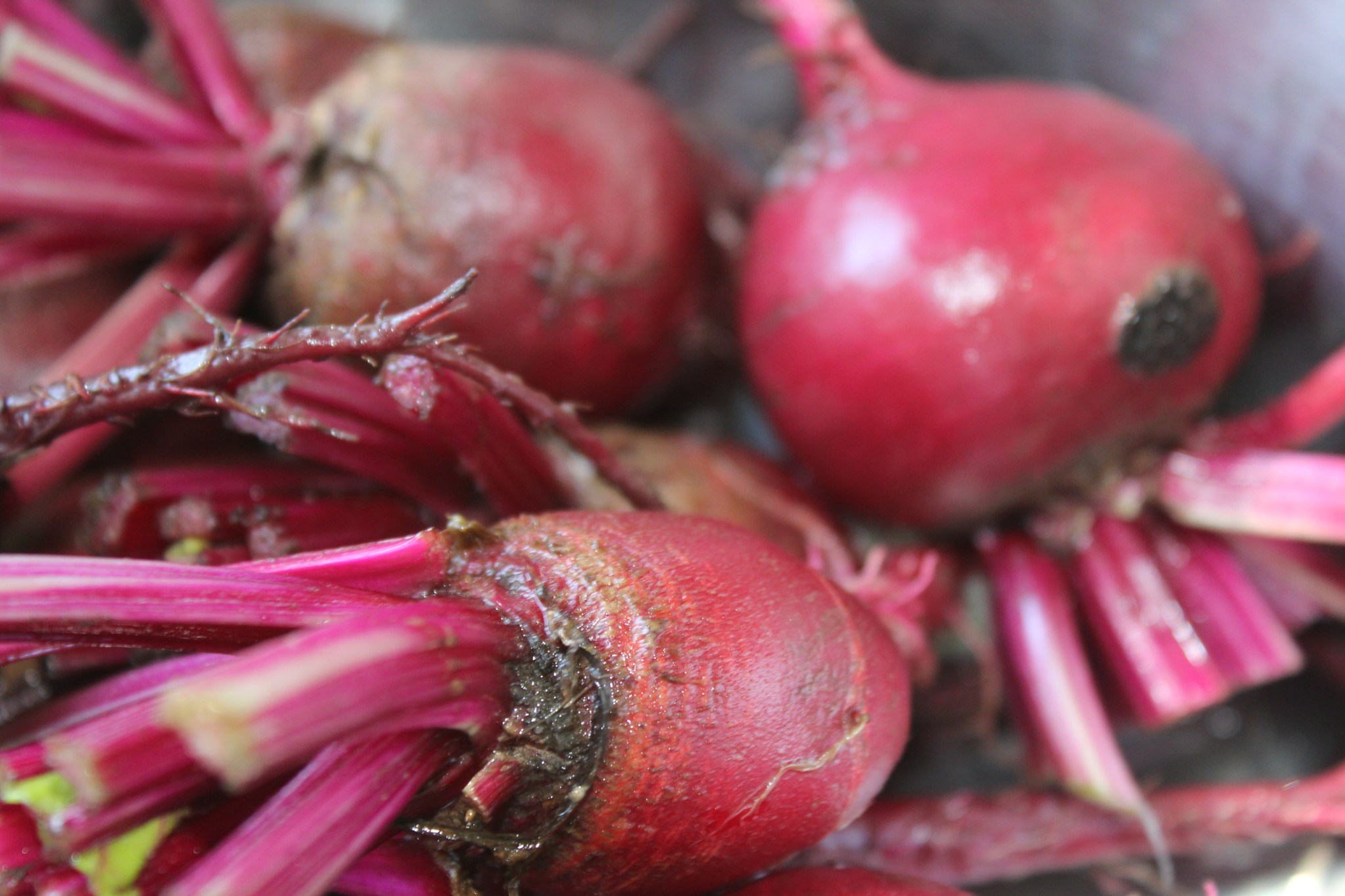 Preserving Beets: Boil & Freeze Method – Life on Lady Slipper Lane