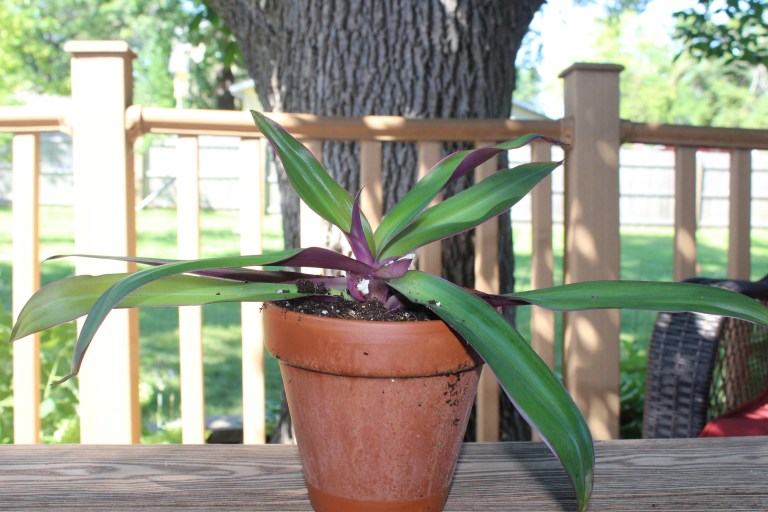 Propagating Moses Plant from Cuttings (Moses in the Cradle) – Life on ...