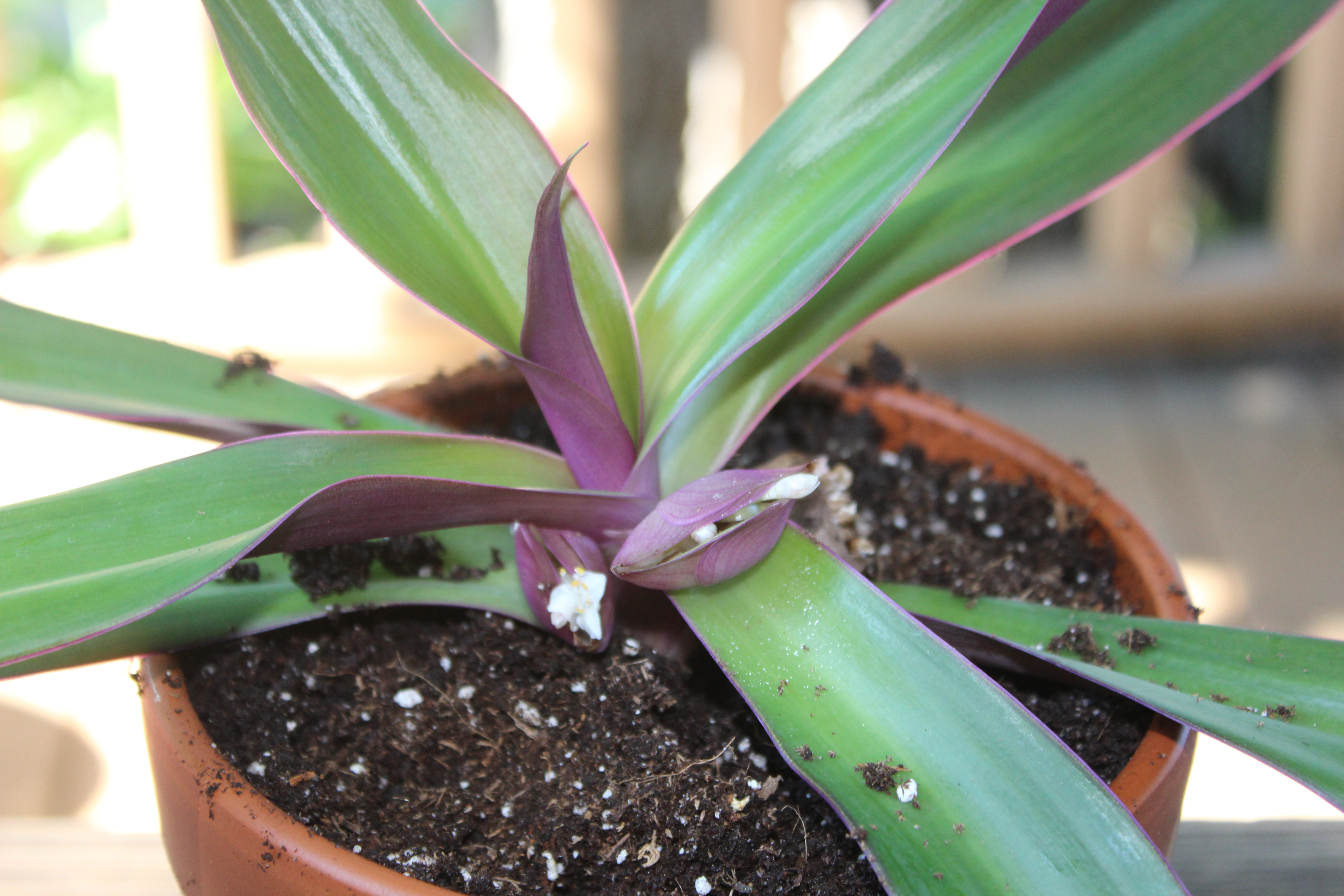 Propagating Moses Plant from Cuttings (Moses in the Cradle) – Life on ...