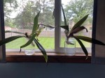 Propagating Moses Plant from Cuttings (Moses in the Cradle) – Life on ...