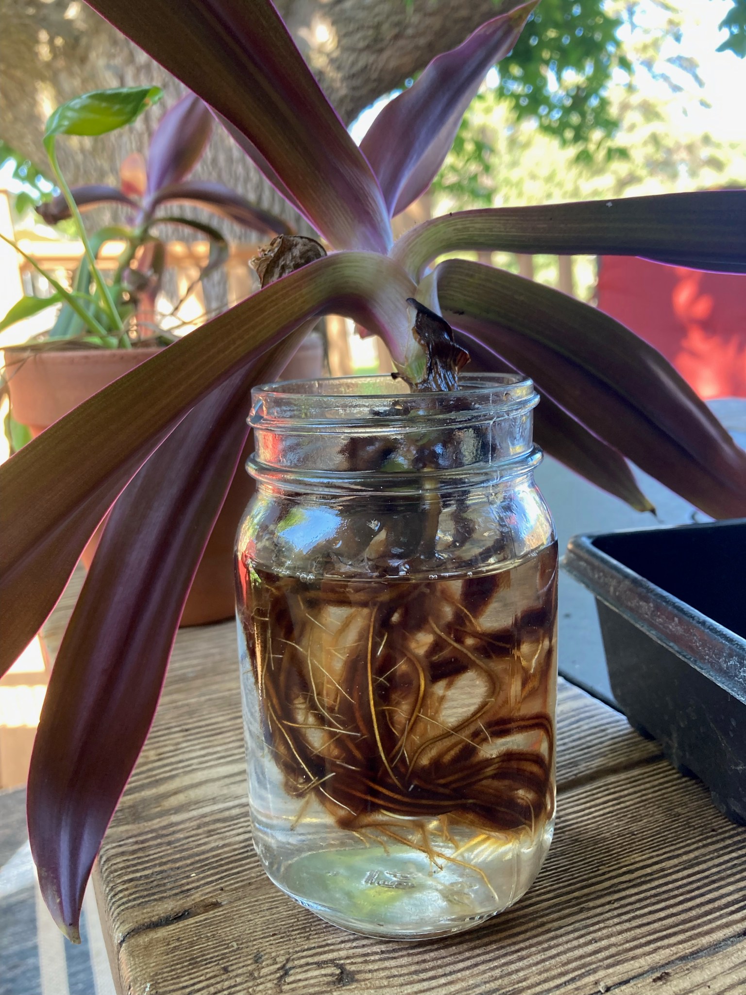 Propagating Moses Plant from Cuttings (Moses in the Cradle) – Life on ...