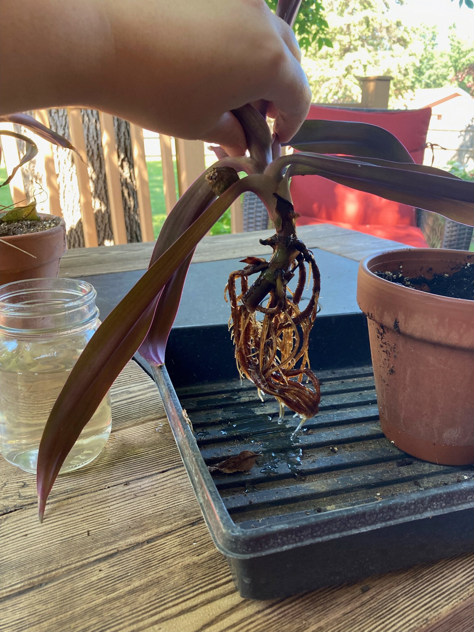 Propagating Moses Plant from Cuttings (Moses in the Cradle) – Life on ...