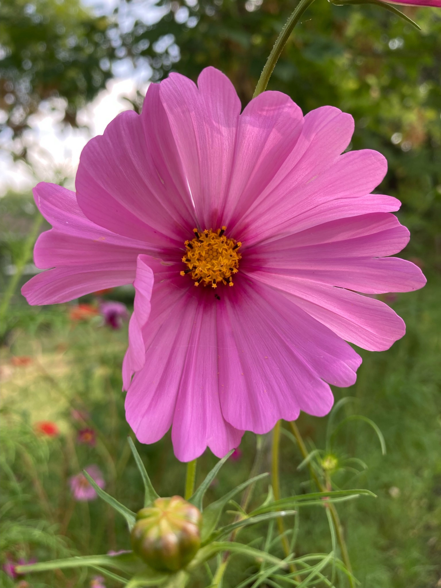 Collecting and Saving Cosmo Seeds – Life on Lady Slipper Lane